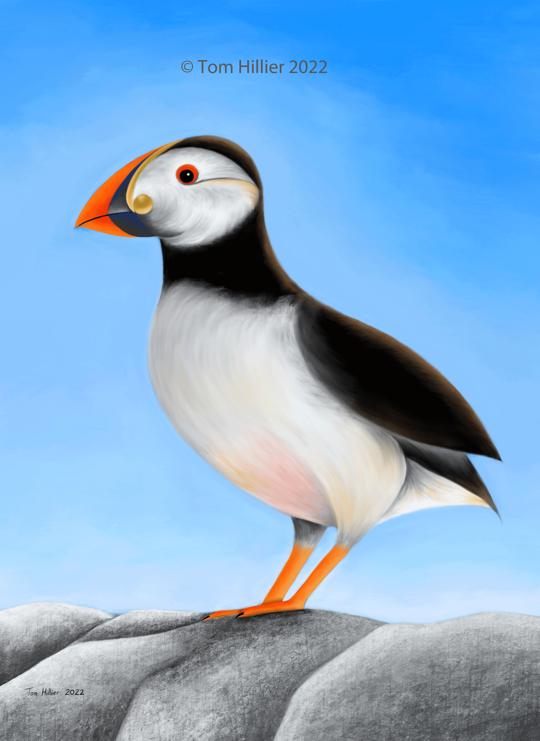 Atlantic Puffin, 2022 – Tom Hillier